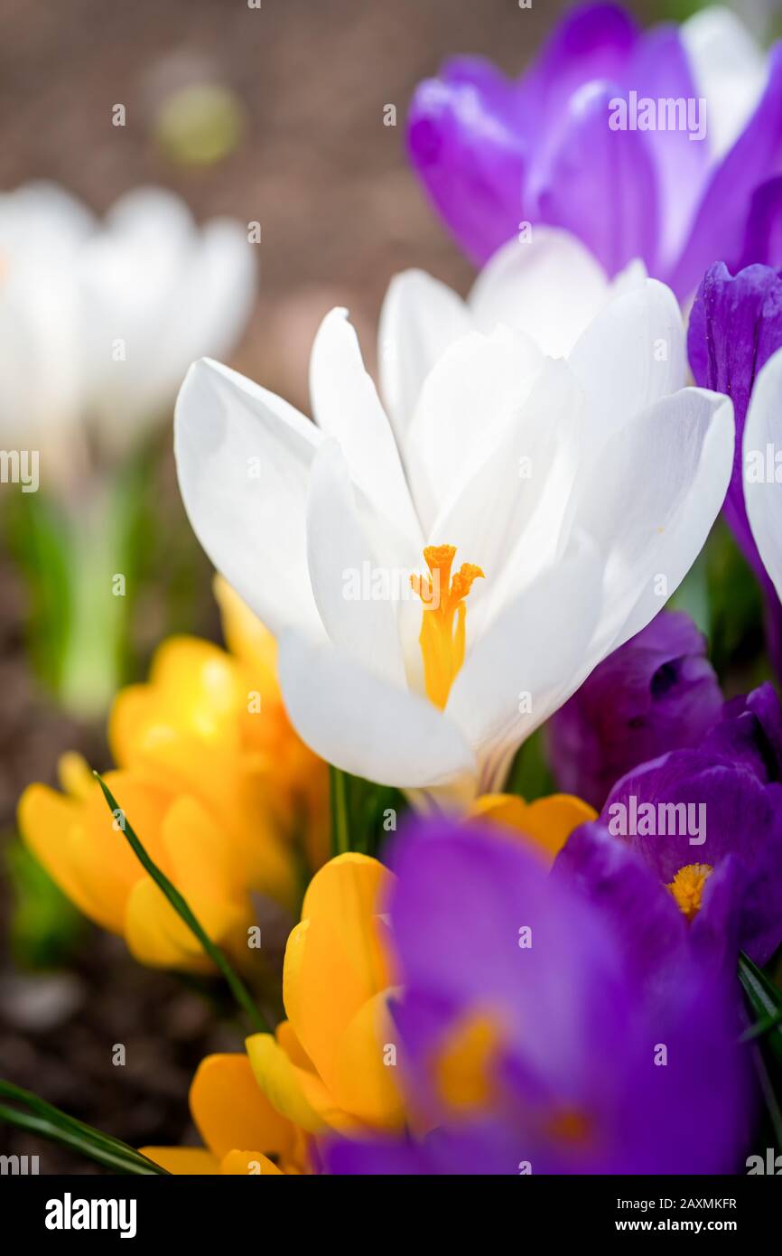 Mixed hybrid crocus flowering in the early spring garden Stock Photo ...