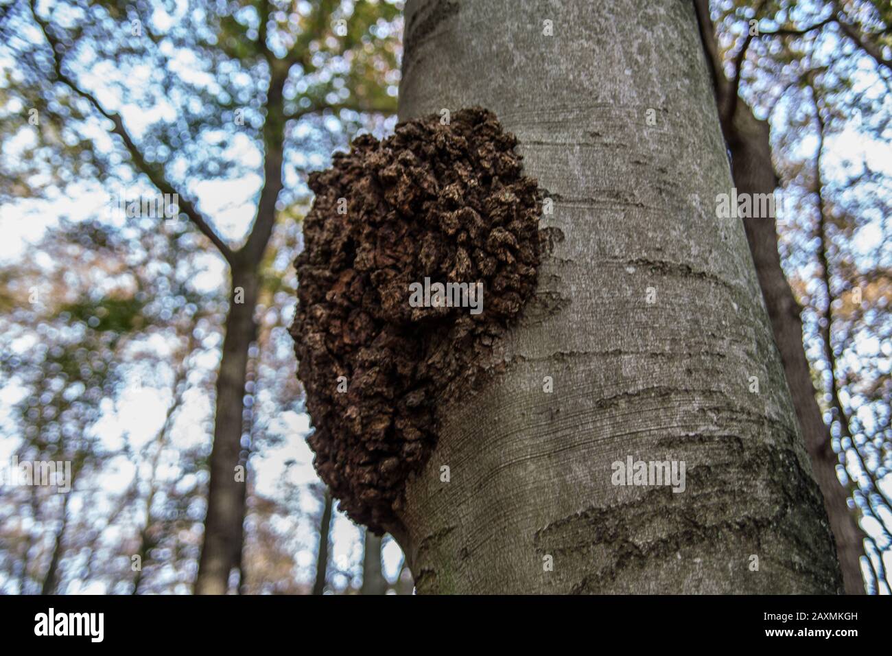 pathological pustules on tree trunk Stock Photo - Alamy
