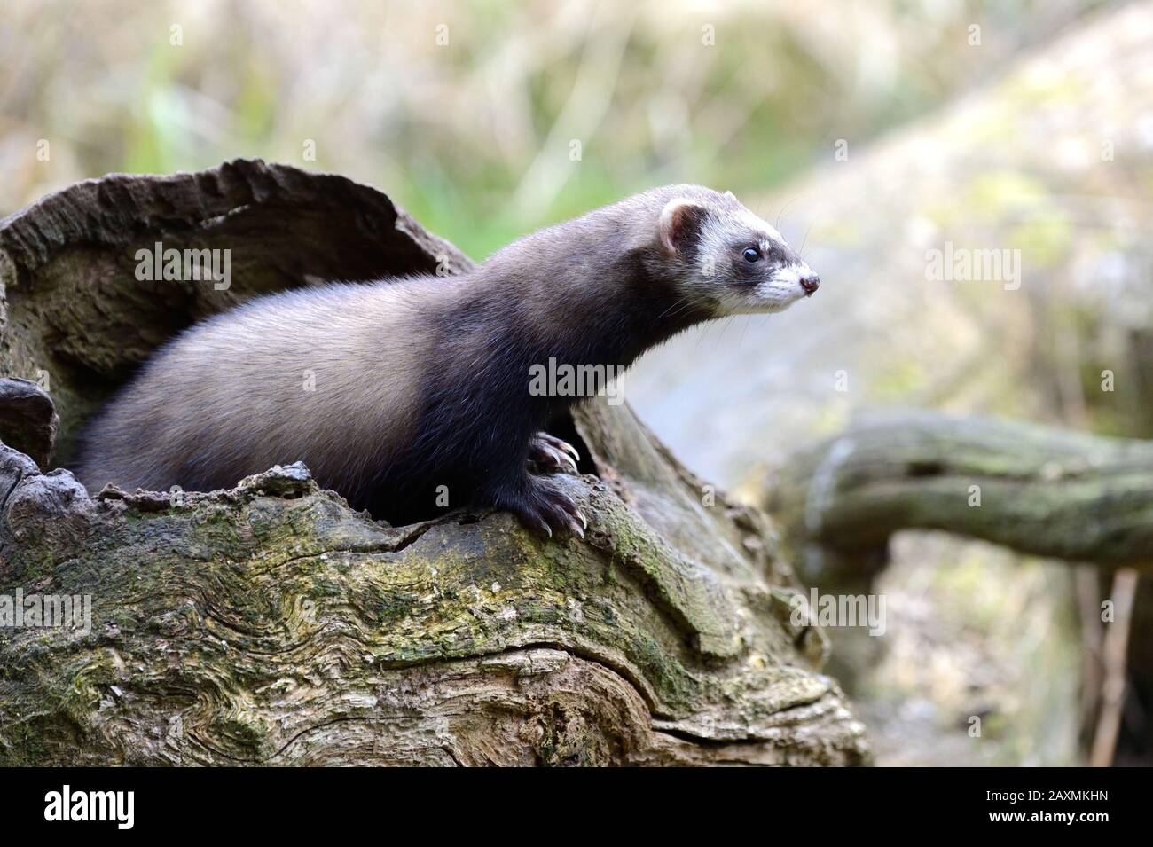 Polecats forest hi-res stock photography and images - Alamy