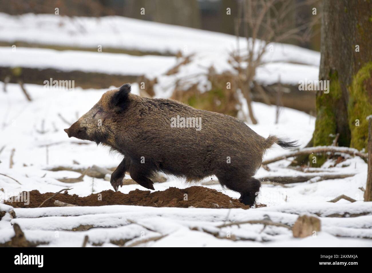 Side profile wild boar sus hi-res stock photography and images - Alamy