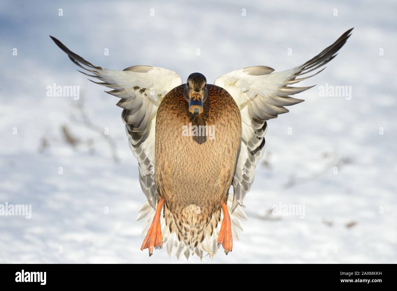 Flap head hi-res stock photography and images - Alamy