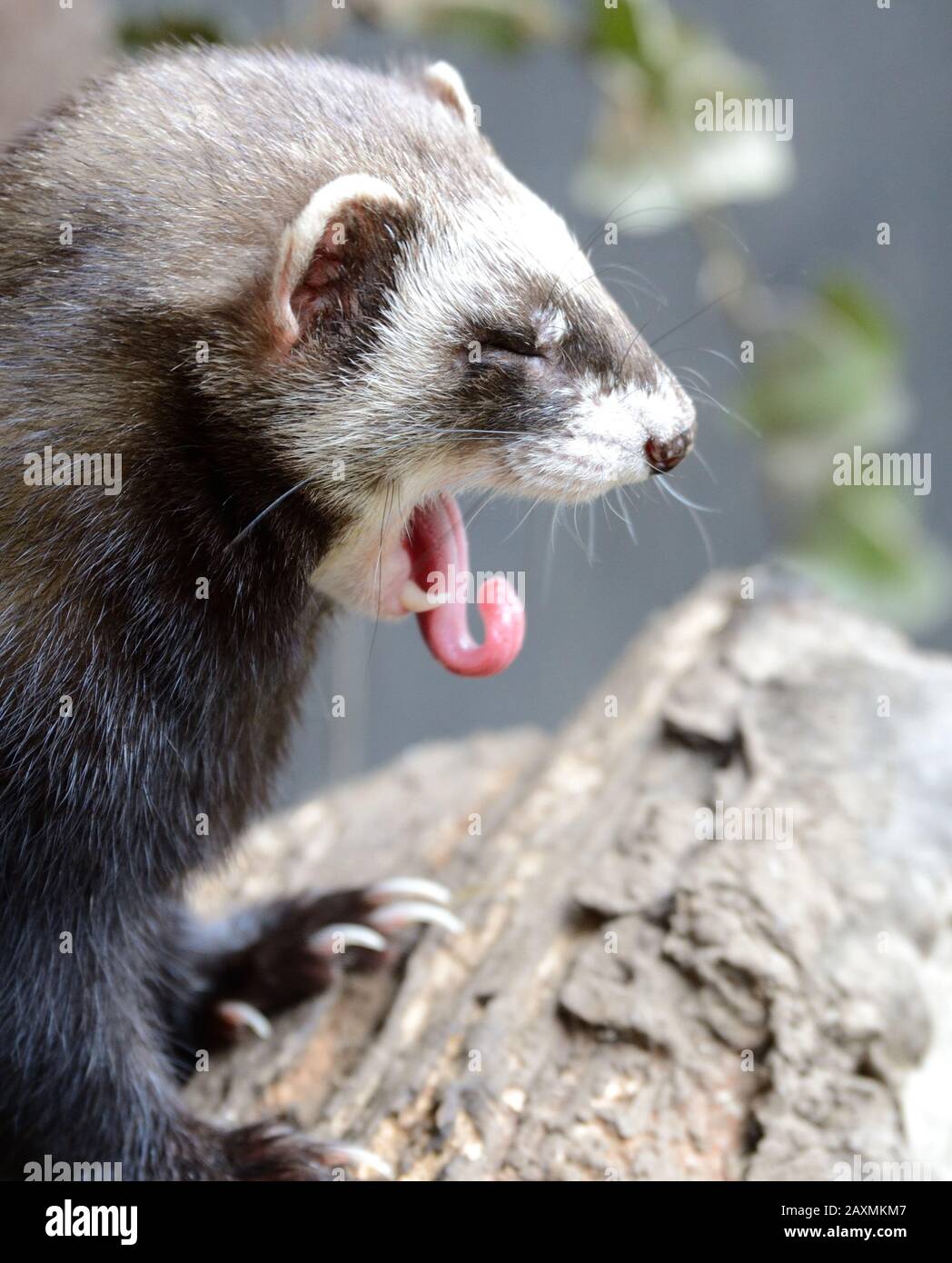 Polecats forest hi-res stock photography and images - Alamy