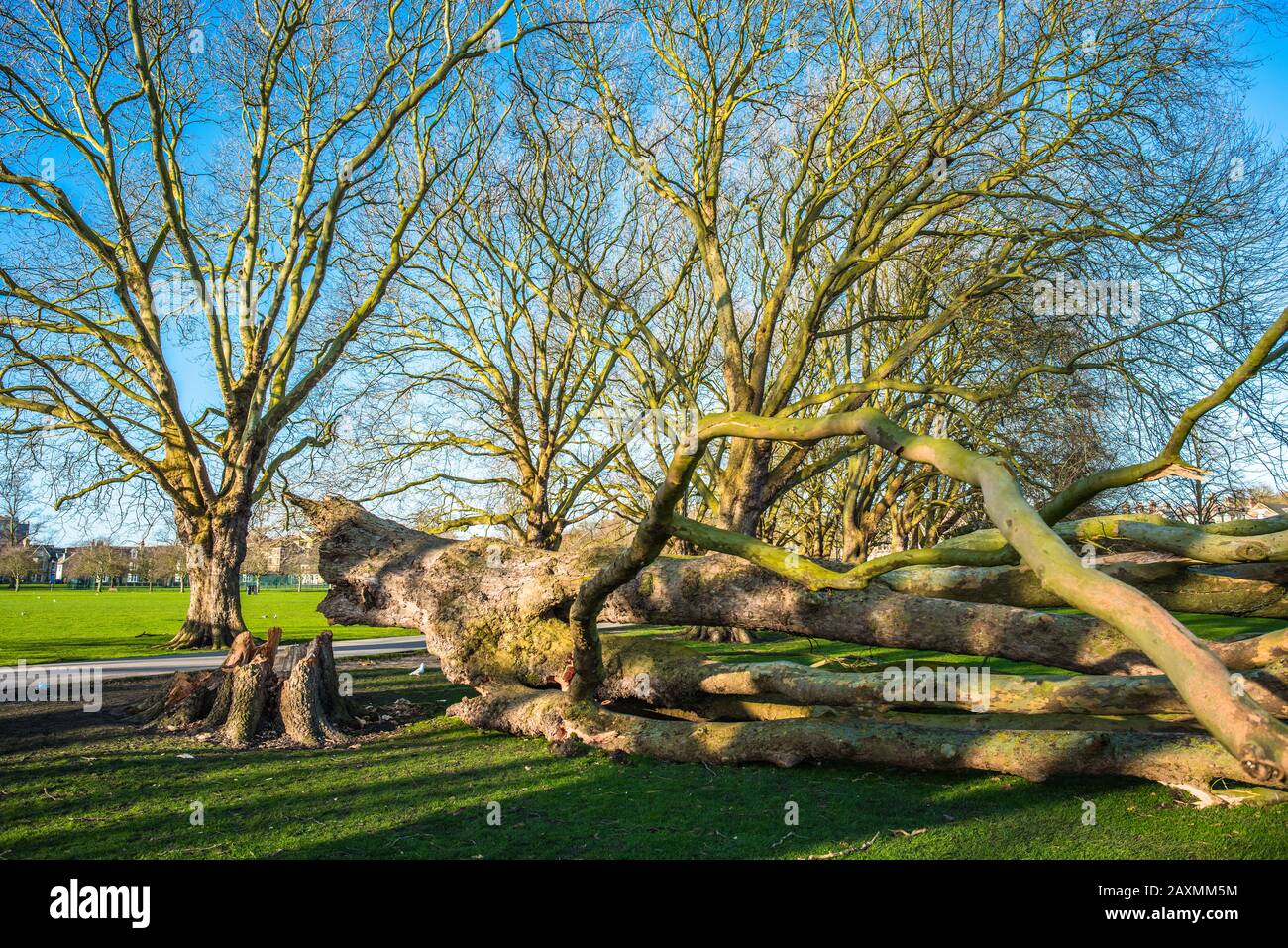 London plane tree damage on Jesus Green from Storm Ciara. The trees on ...