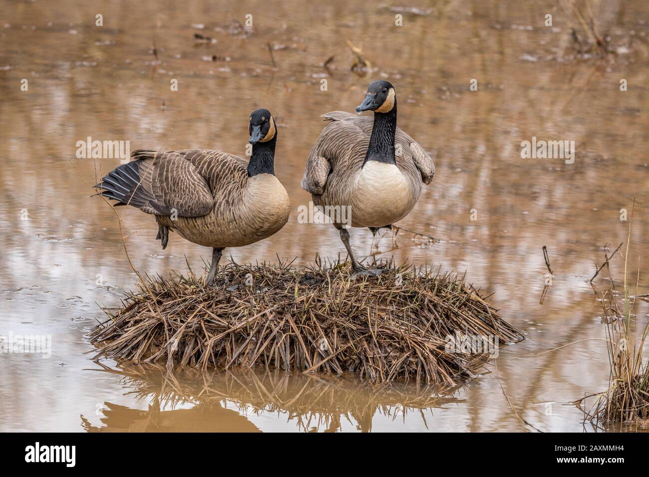 Adult pair of Canadian geese nesting standing with each of their legs ...