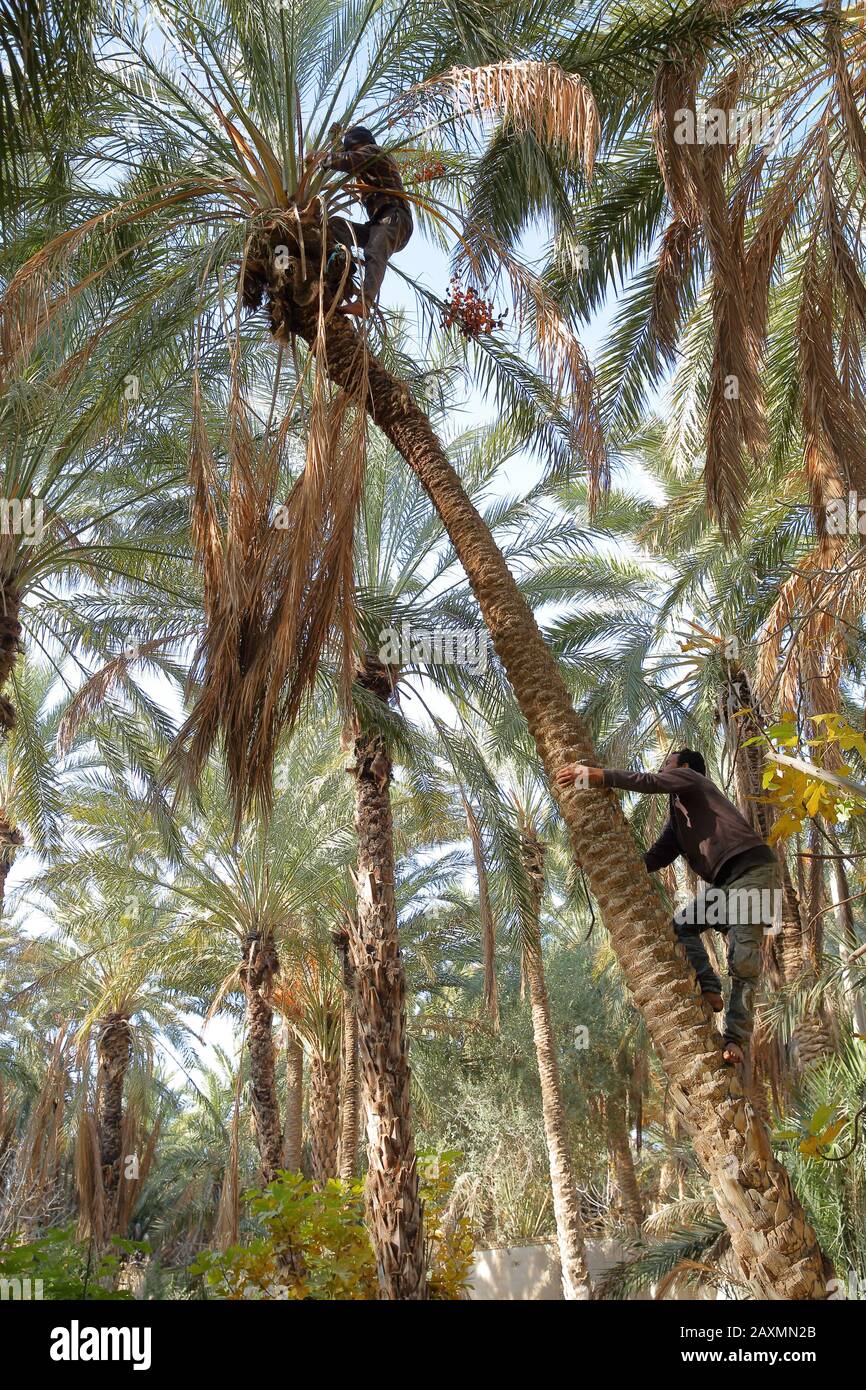 Grove workers hi-res stock photography and images - Alamy