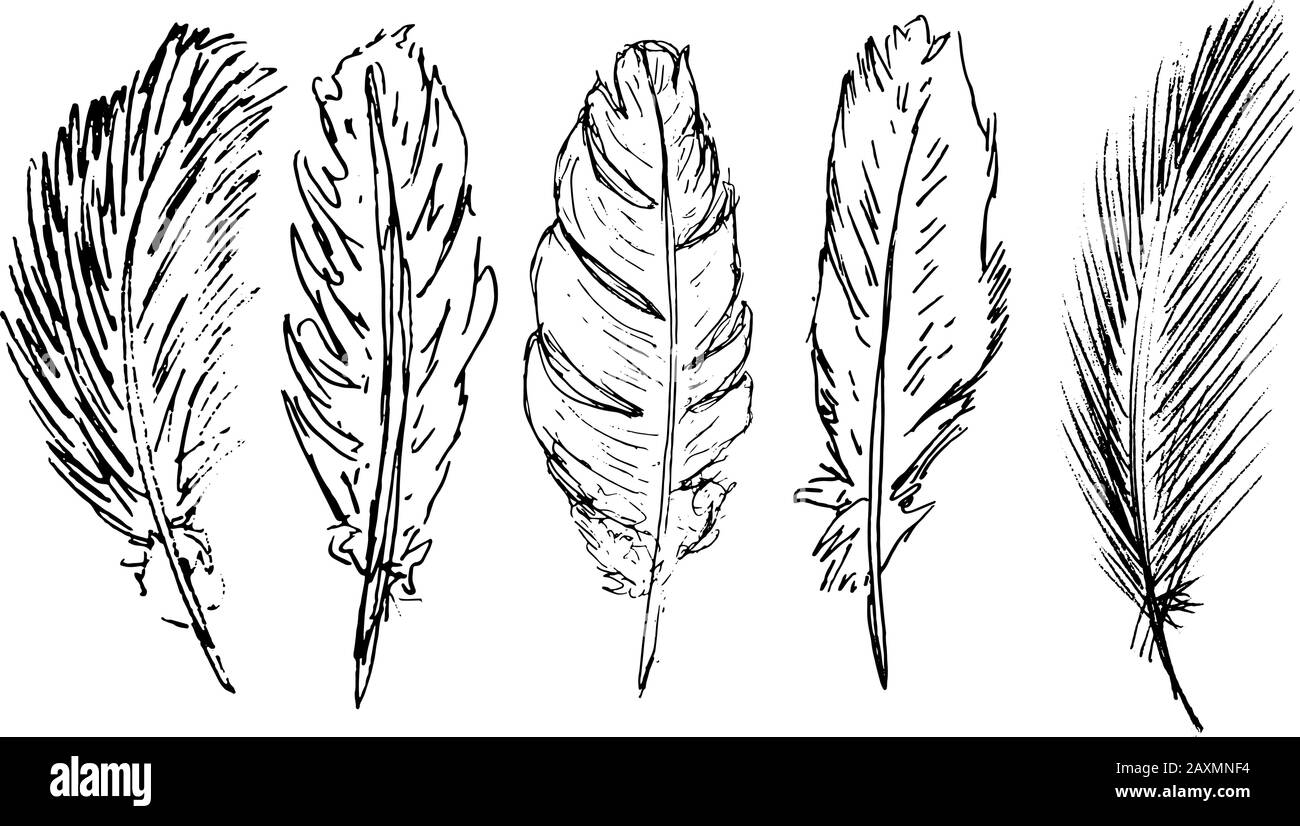 A Collection of Hand Drawn Pen Illustration of Feathers as Vectors ...