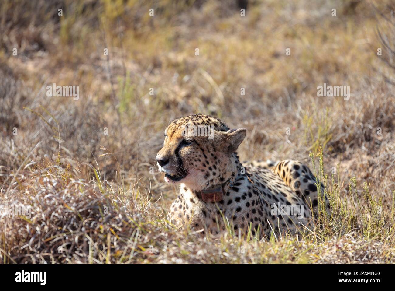 The east african cheetah hi-res stock photography and images - Alamy