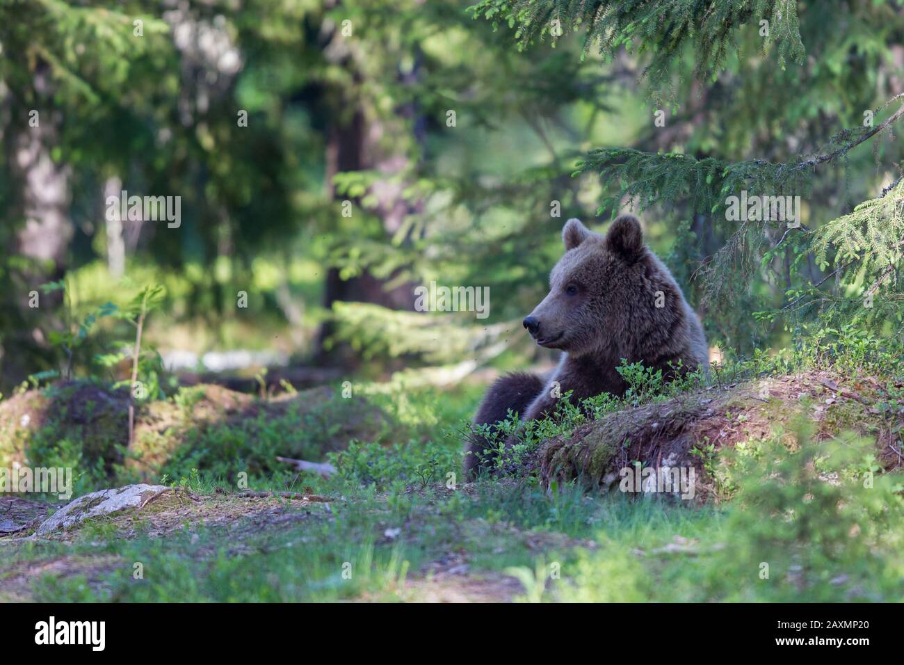 Laid back bear hi-res stock photography and images - Alamy
