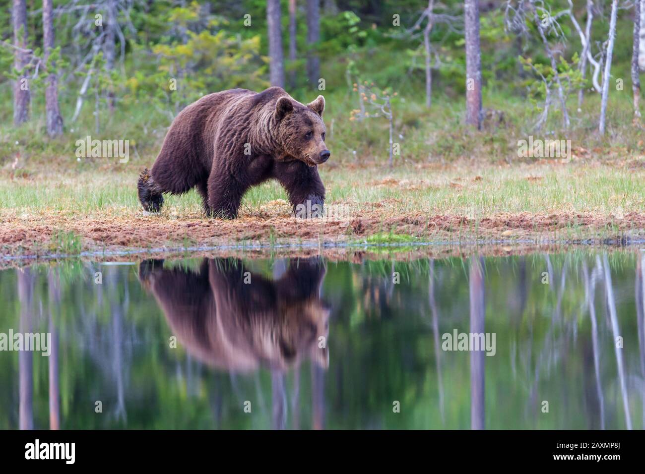 Laid back bear hi-res stock photography and images - Alamy