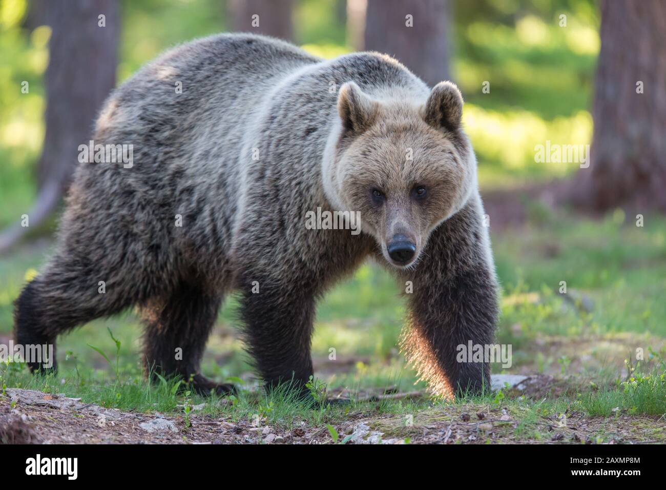 Laid back bear hi-res stock photography and images - Alamy