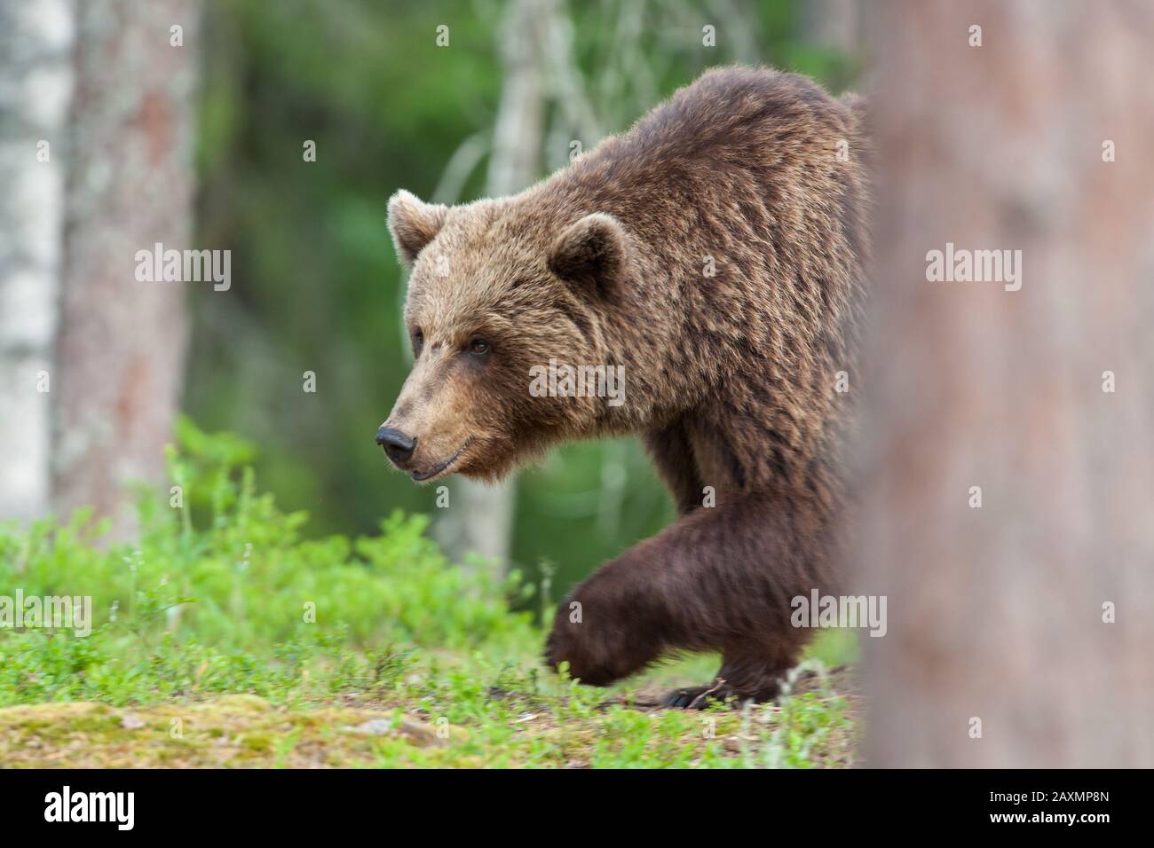 Laid back bear hi-res stock photography and images - Alamy