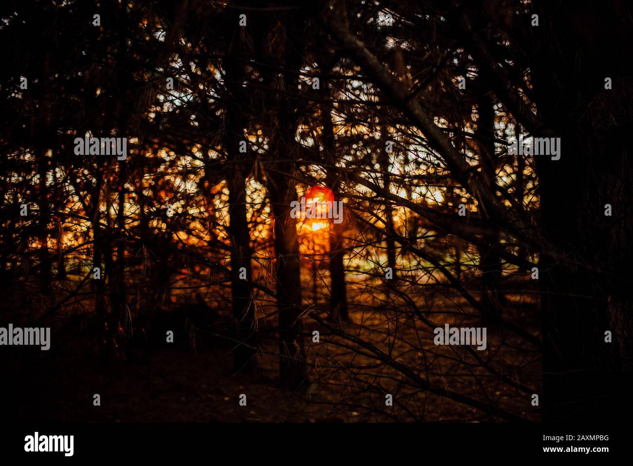 Sunset through trees trees hi-res stock photography and images - Alamy