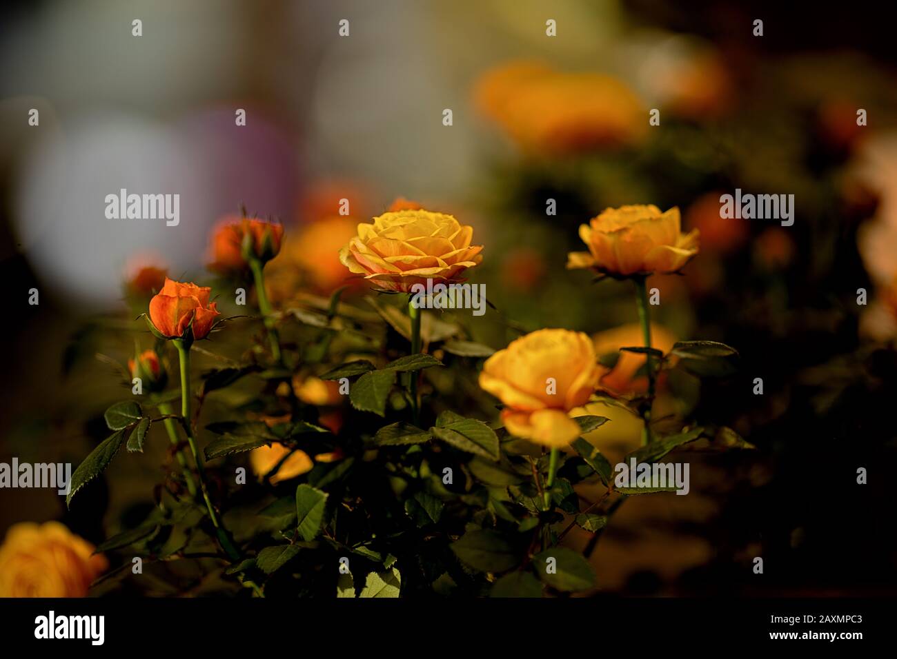 Dwarf rose hi-res stock photography and images - Alamy