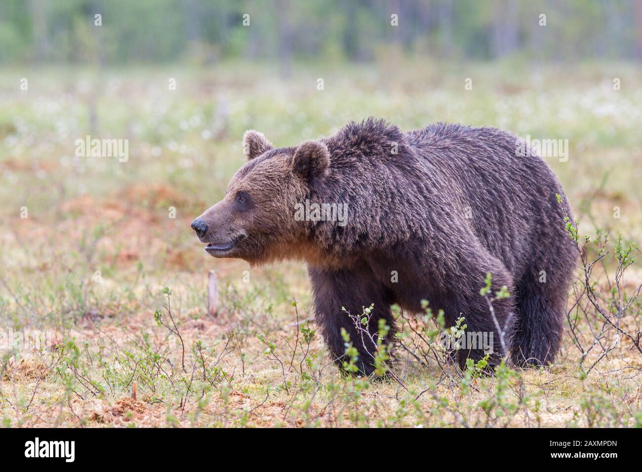 Laid back bear hi-res stock photography and images - Alamy