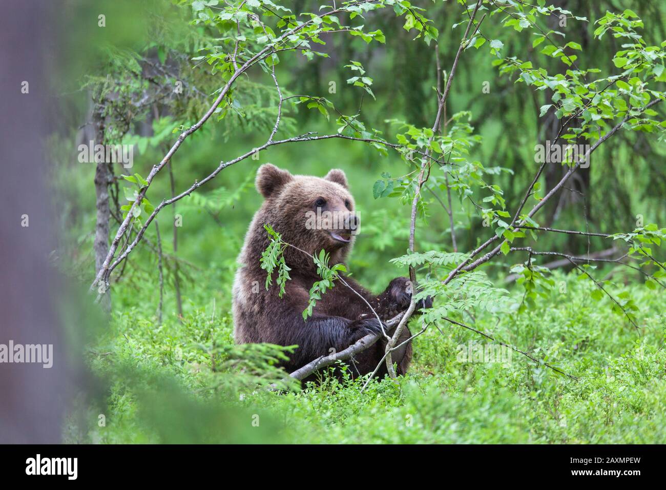 Laid back bear hi-res stock photography and images - Alamy