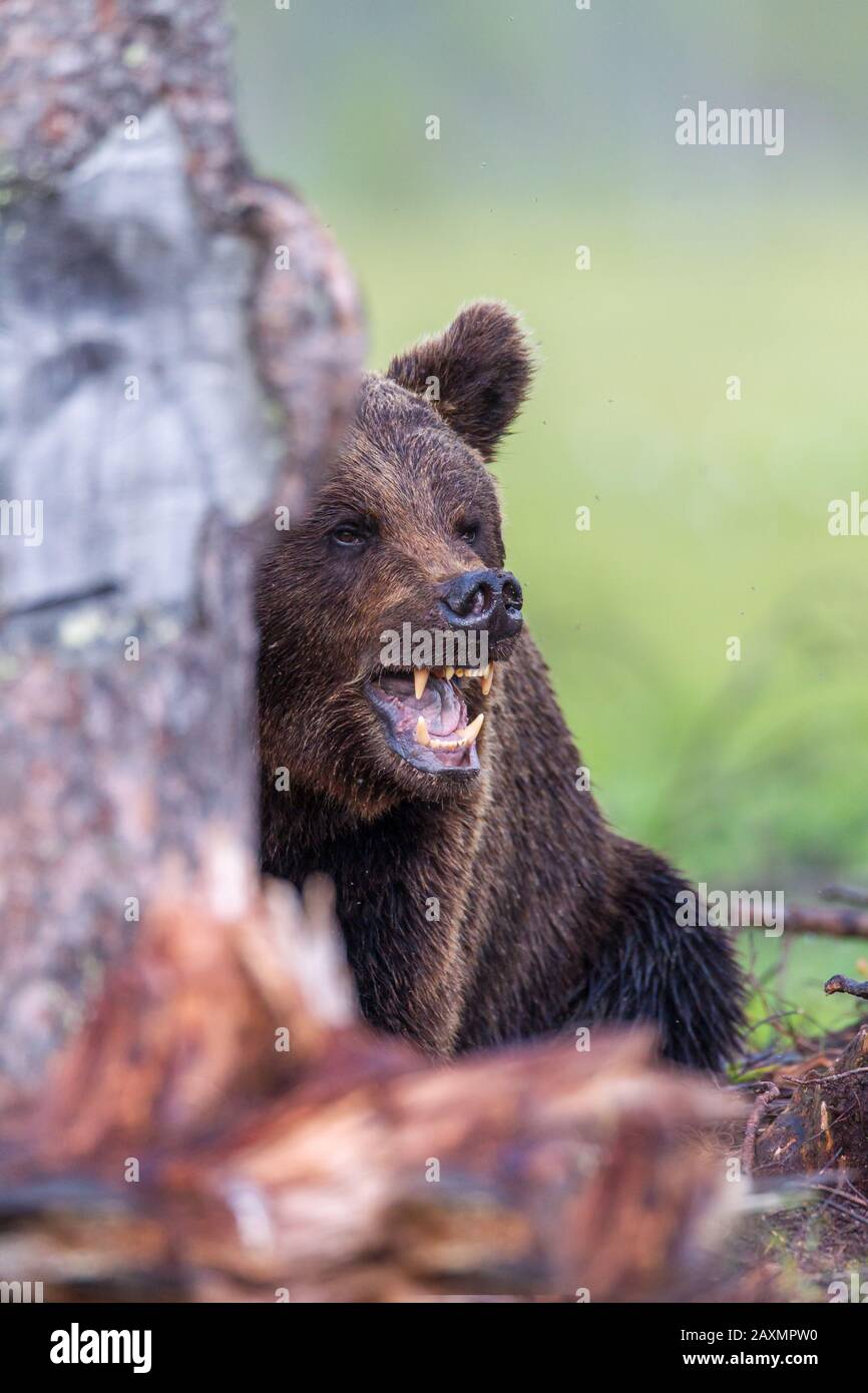 Laid back bear hi-res stock photography and images - Alamy