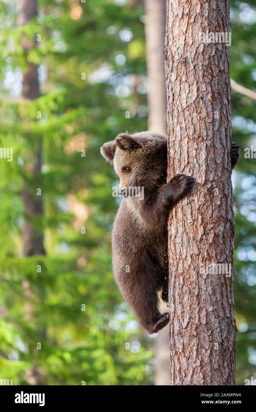 Laid back bear hi-res stock photography and images - Alamy