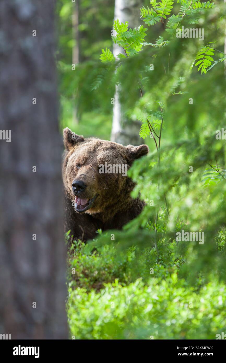 Laid back bear hi-res stock photography and images - Alamy