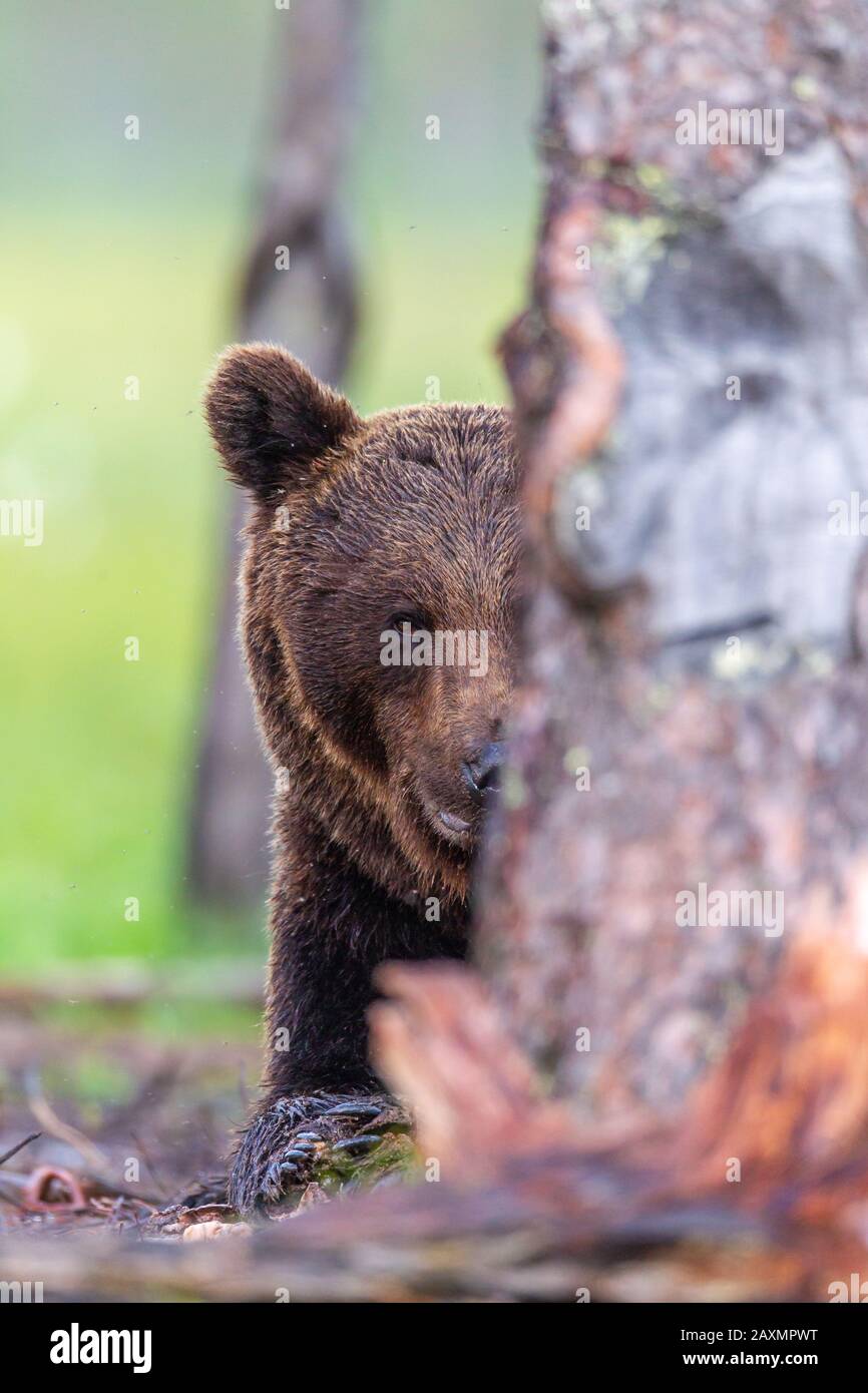 Laid back bear hi-res stock photography and images - Alamy
