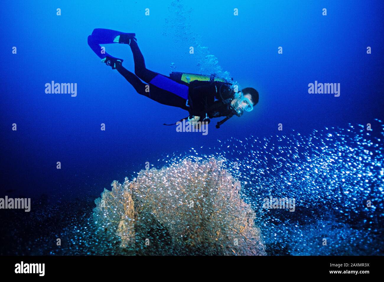Reed Raymond SCUBA diving with coral and a school of glassfish ...