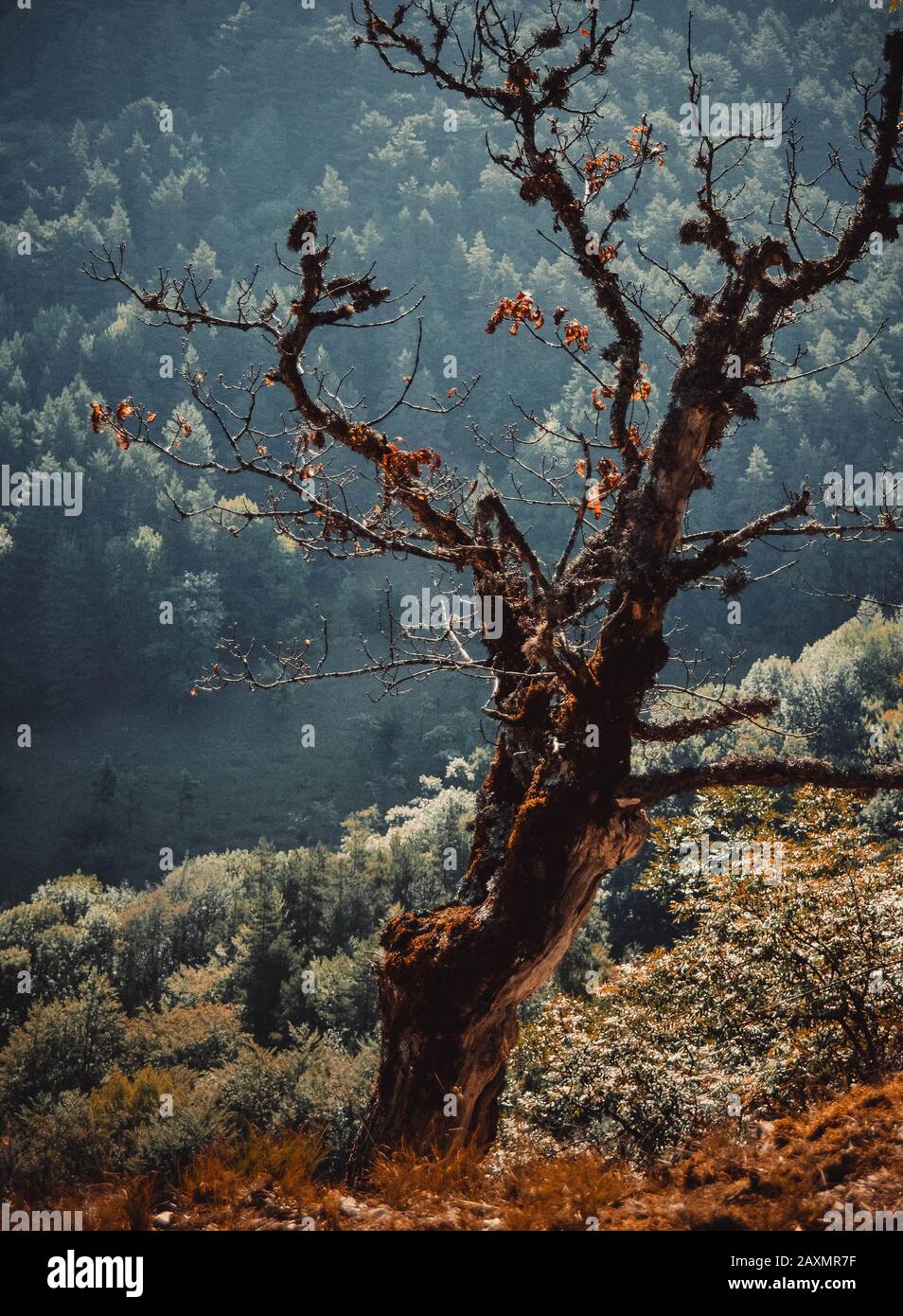 dry tree in the forest and with the prospect and filter Stock Photo - Alamy