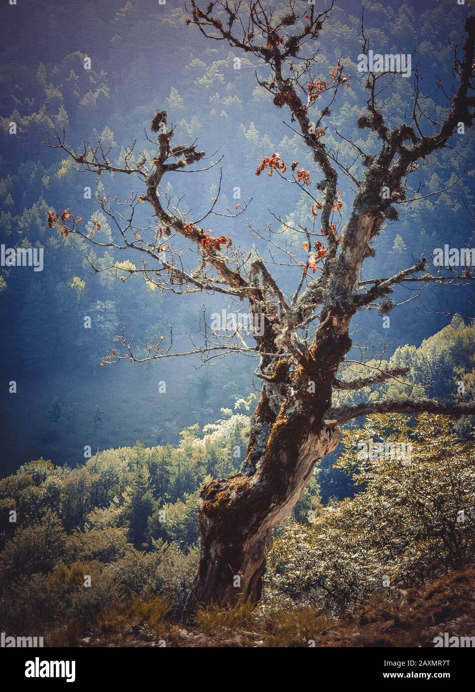 Desiccated tree hi-res stock photography and images - Alamy