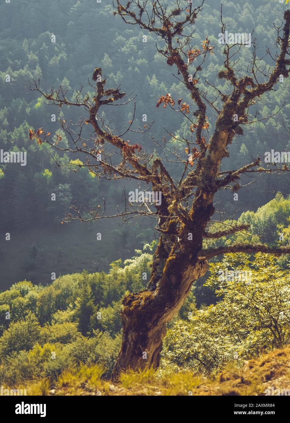 dry tree in the forest and with the prospect and filter Stock Photo - Alamy