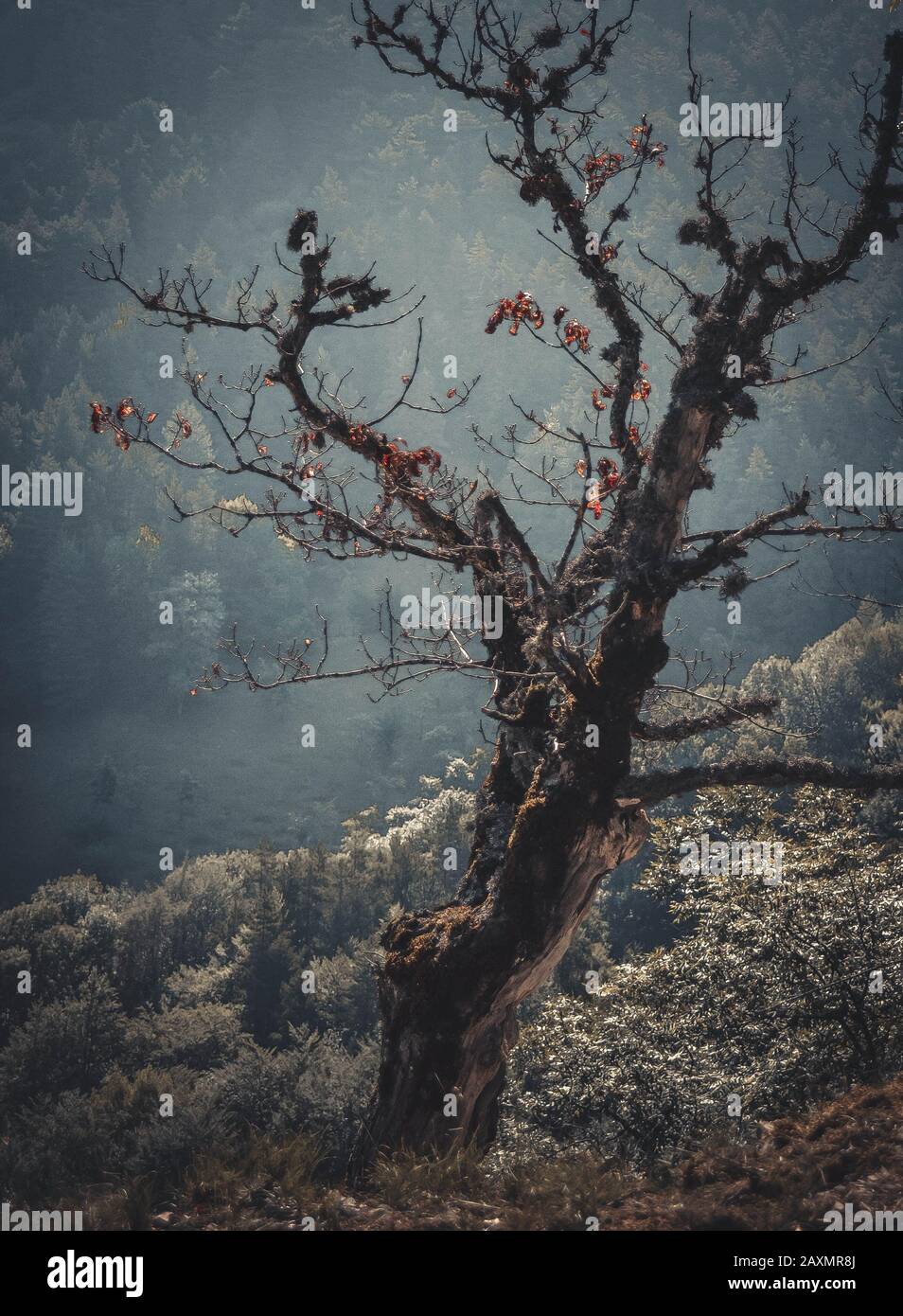 dead tree on background of distant green trees Stock Photo - Alamy