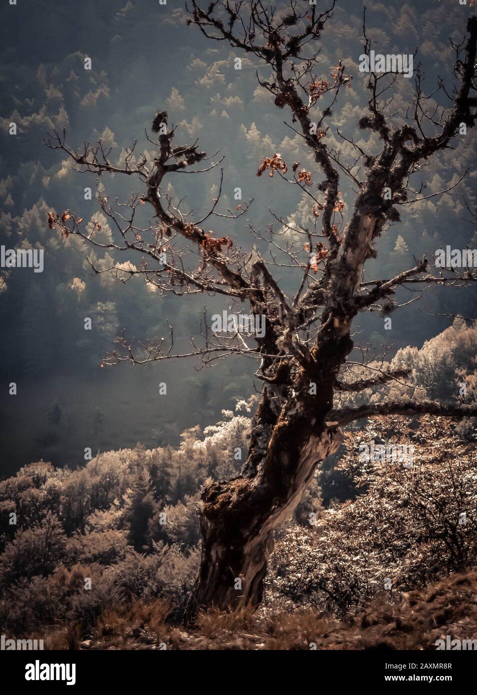 Desiccated tree hi-res stock photography and images - Alamy