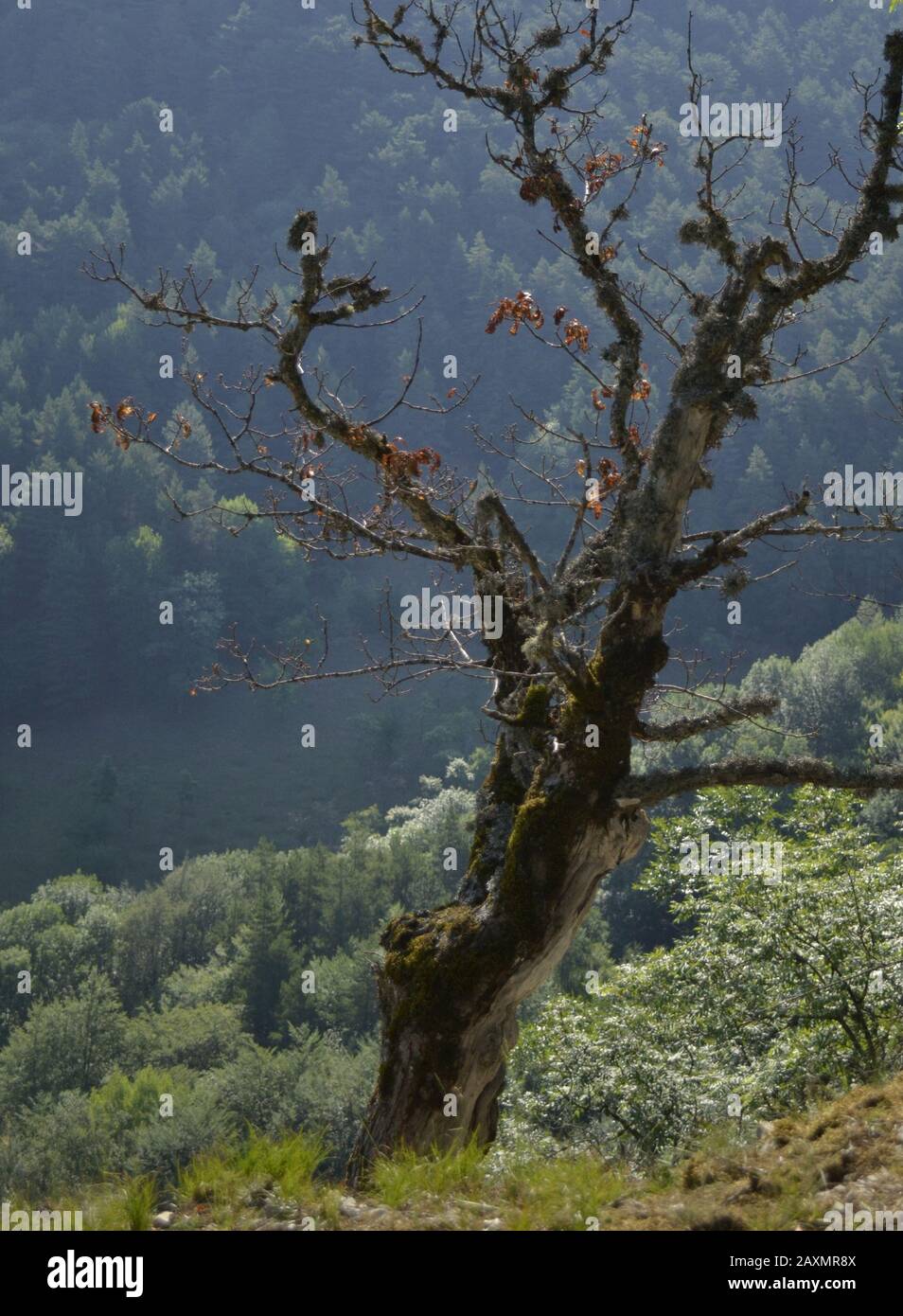 Desiccated tree hi-res stock photography and images - Alamy
