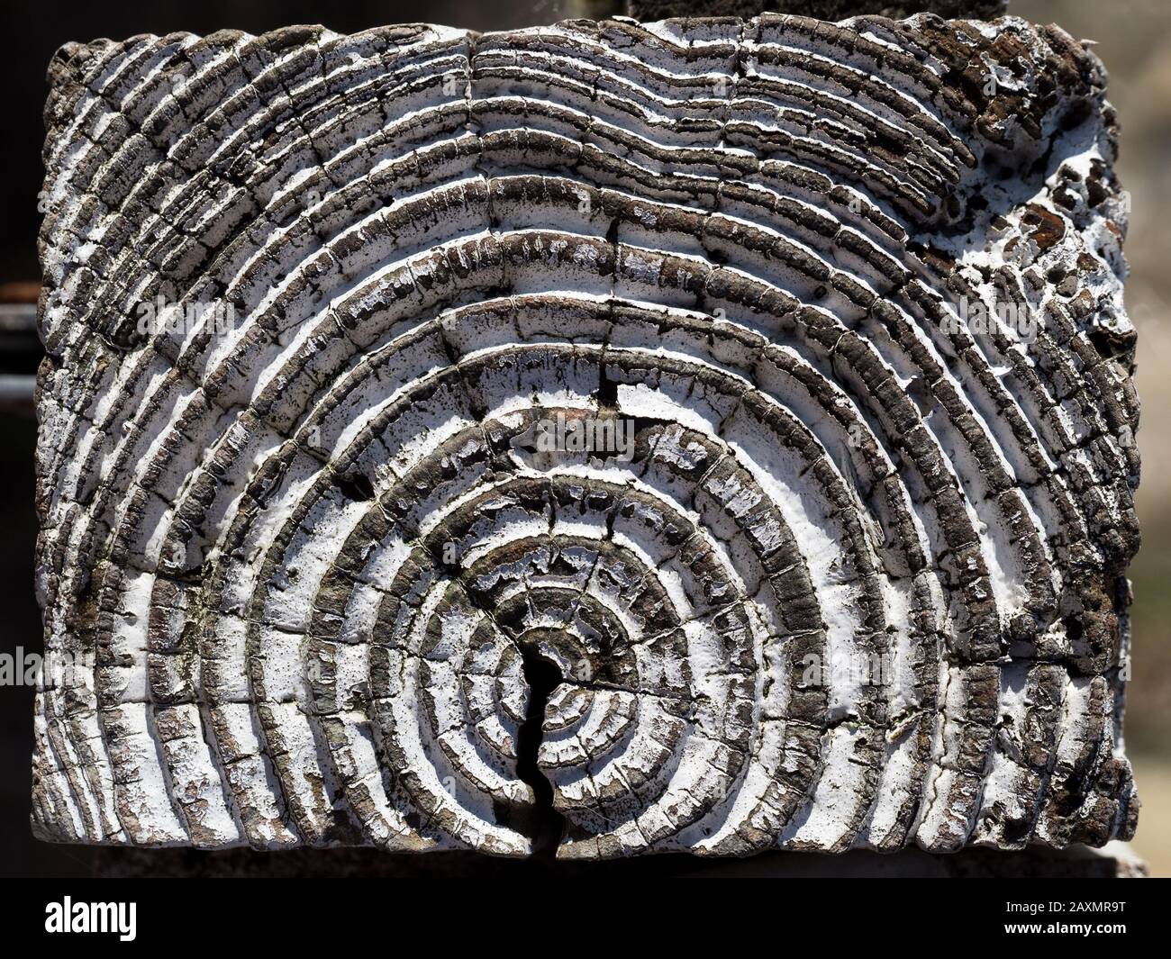 Wood rings hi-res stock photography and images - Alamy