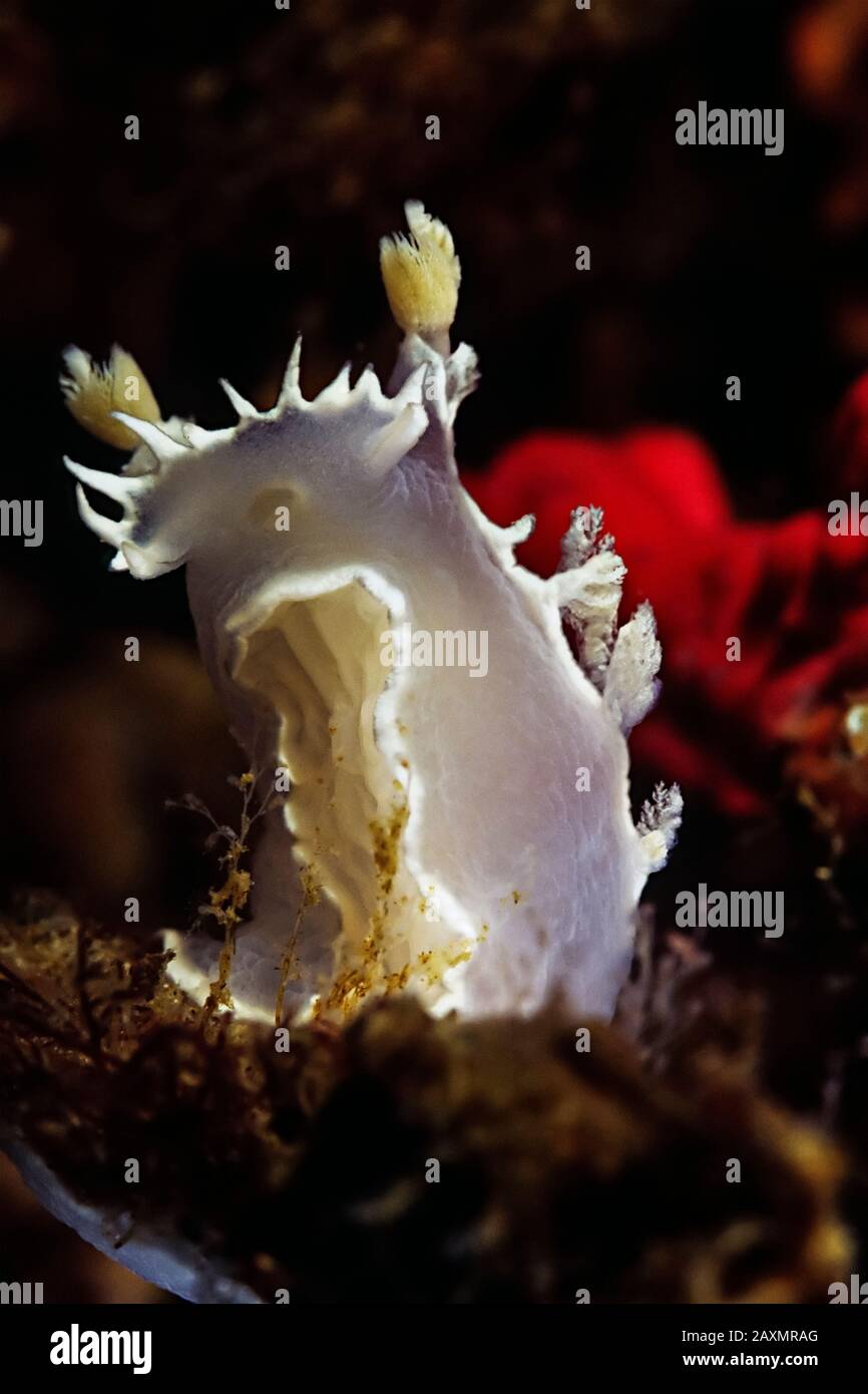 A beautiful sea slug or Nudibranch (Tritonia festiva) rears up on its ...