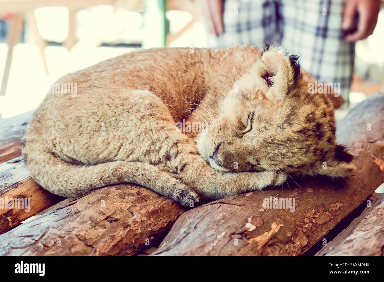 Animal cub sleeping hi-res stock photography and images - Alamy