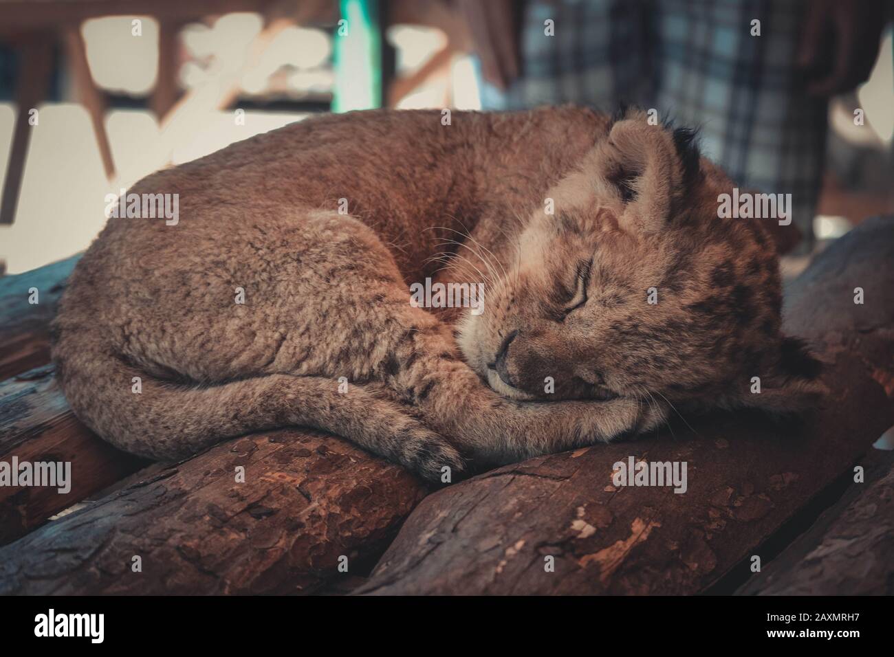 One sleeping funny bear hi-res stock photography and images - Alamy