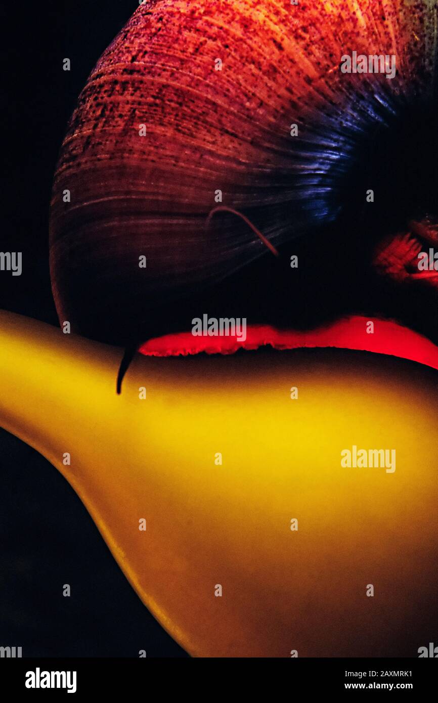 Norris top snail hi-res stock photography and images - Alamy