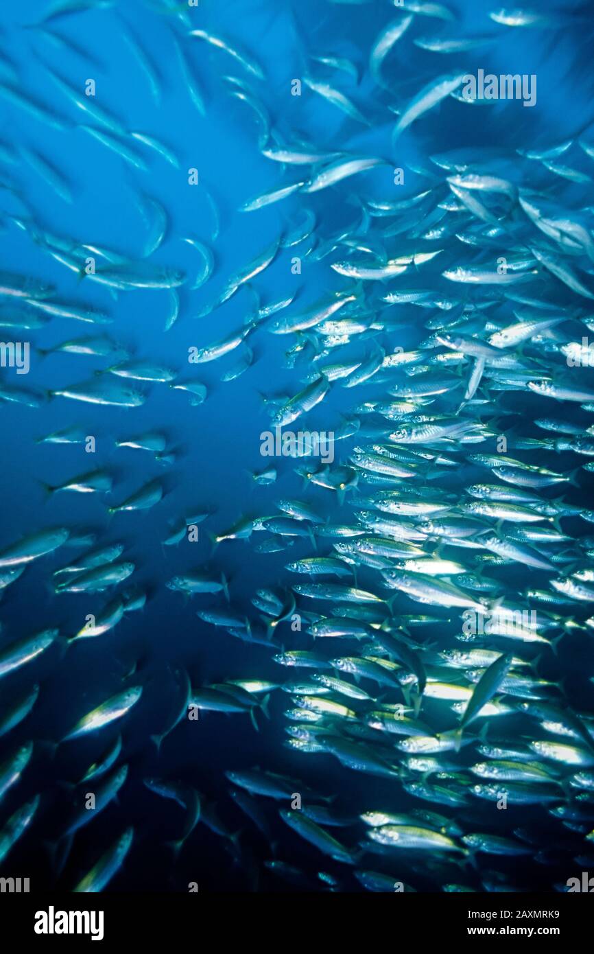 Anchovies school fish california hi-res stock photography and images ...