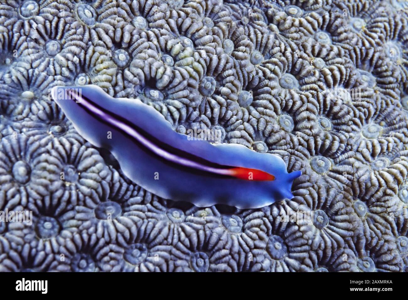 Neas hi-res stock photography and images - Alamy