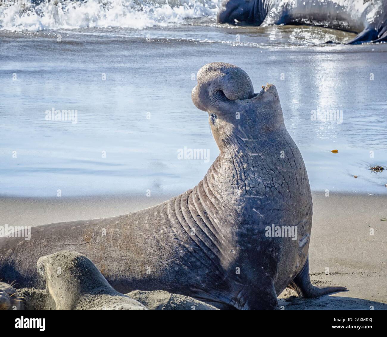 Male northern elephant seals hi-res stock photography and images - Alamy