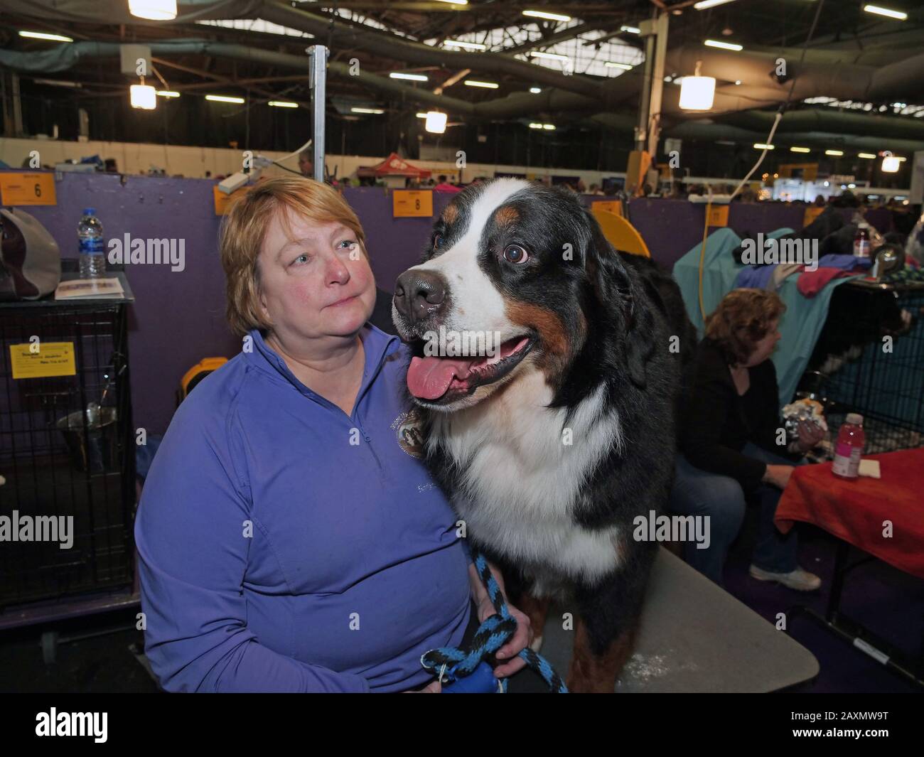 Westminster dog show grooming hi-res stock photography and images - Alamy