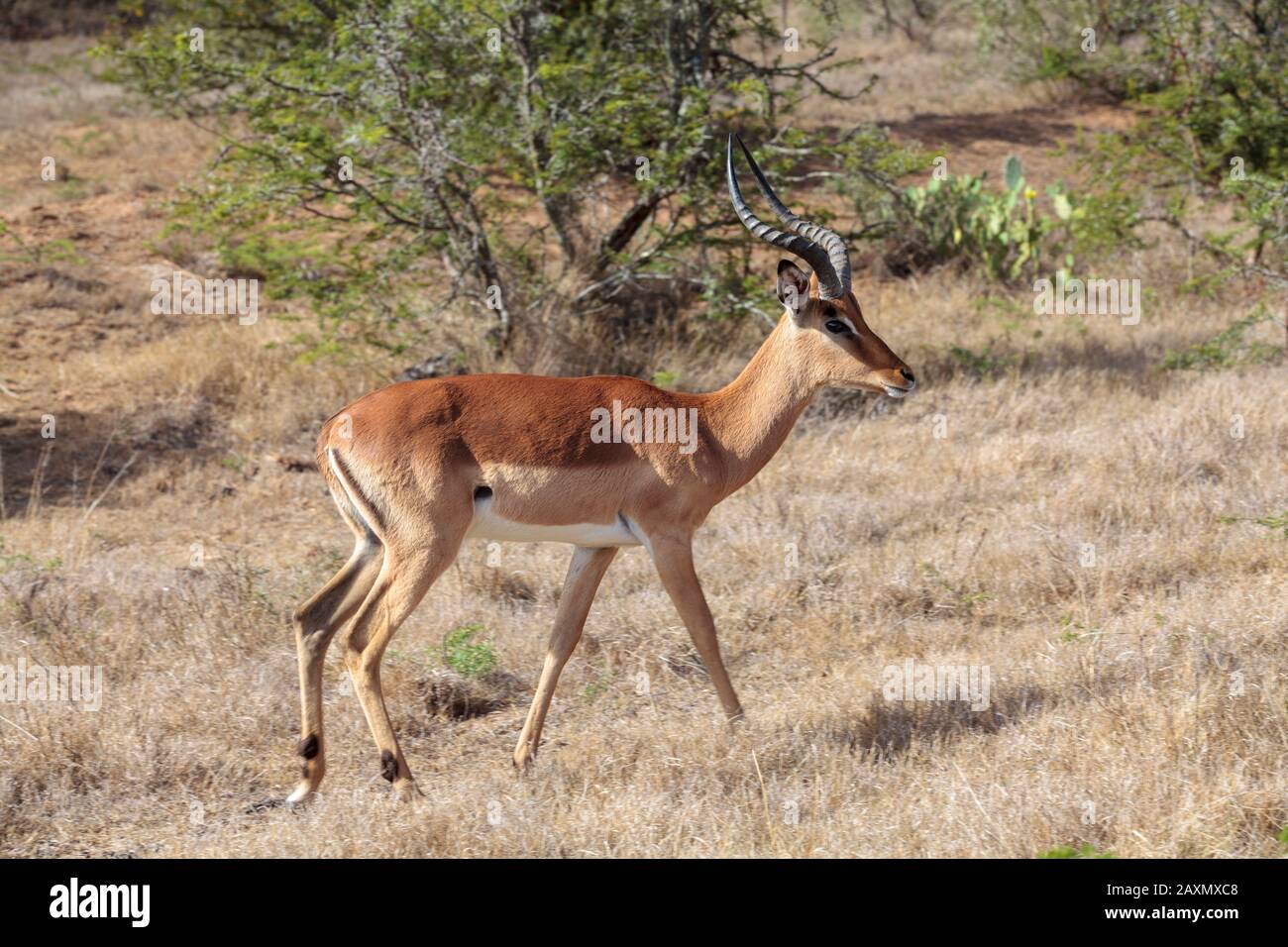 Impala africa eastern cape hi-res stock photography and images - Alamy
