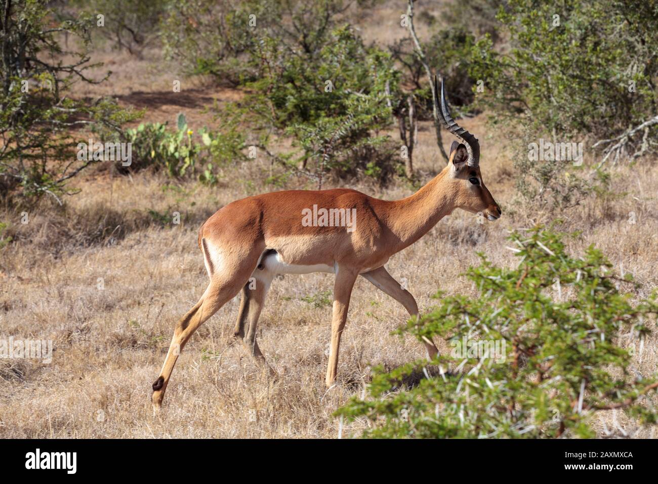 Impala africa eastern cape hi-res stock photography and images - Alamy