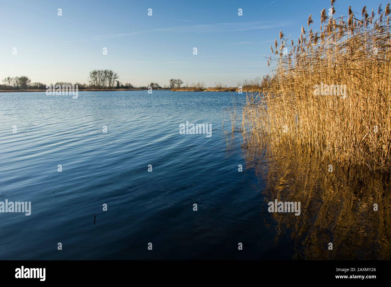 Reeds growing in river hi-res stock photography and images - Alamy