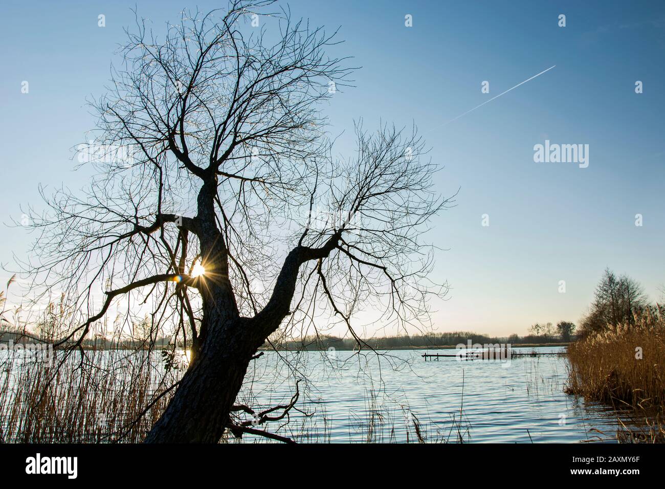Silhouette of a tree without leaves and the glow of the sun, a lake and ...