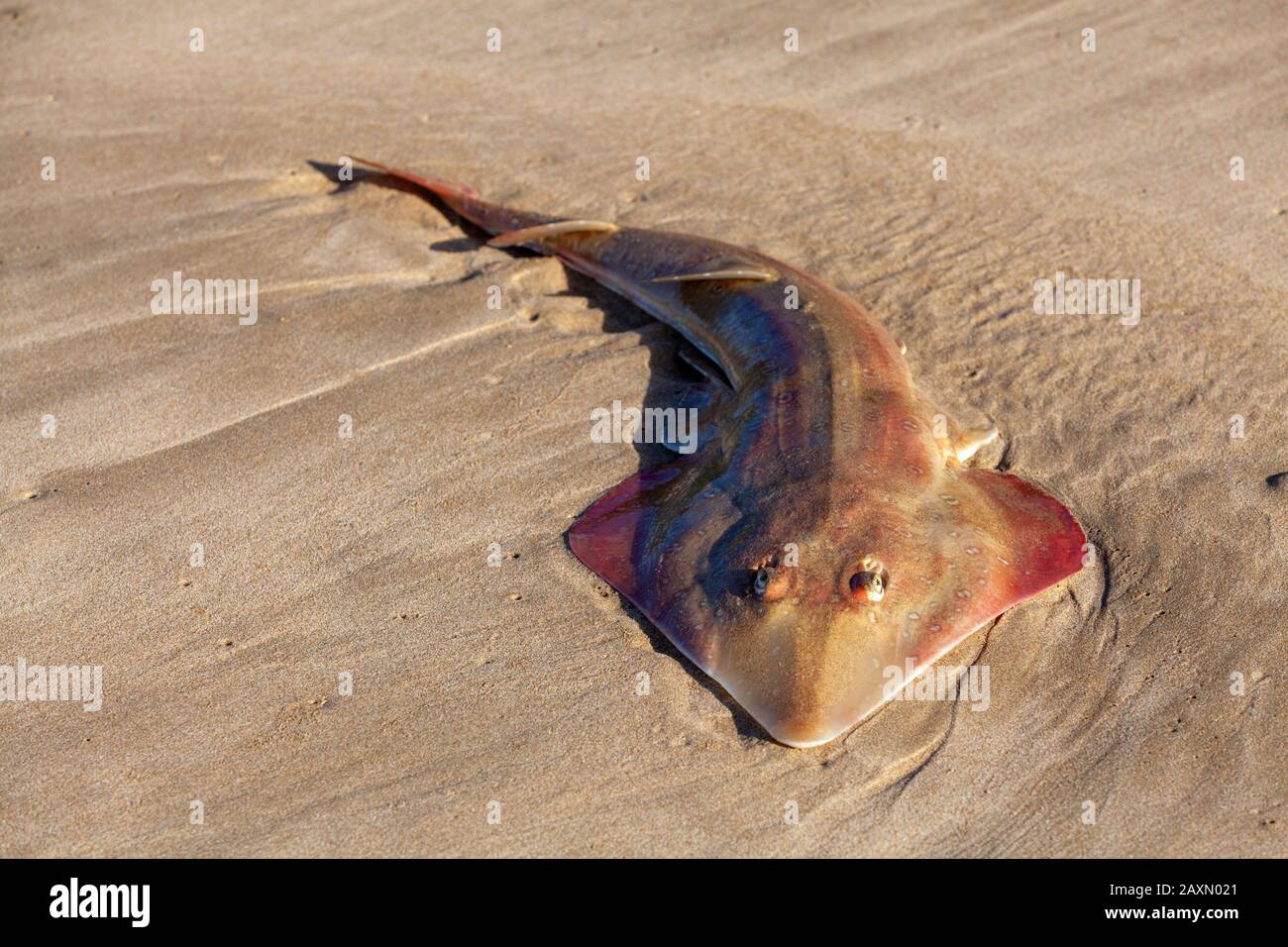 Lesser guitarfish hi-res stock photography and images - Alamy