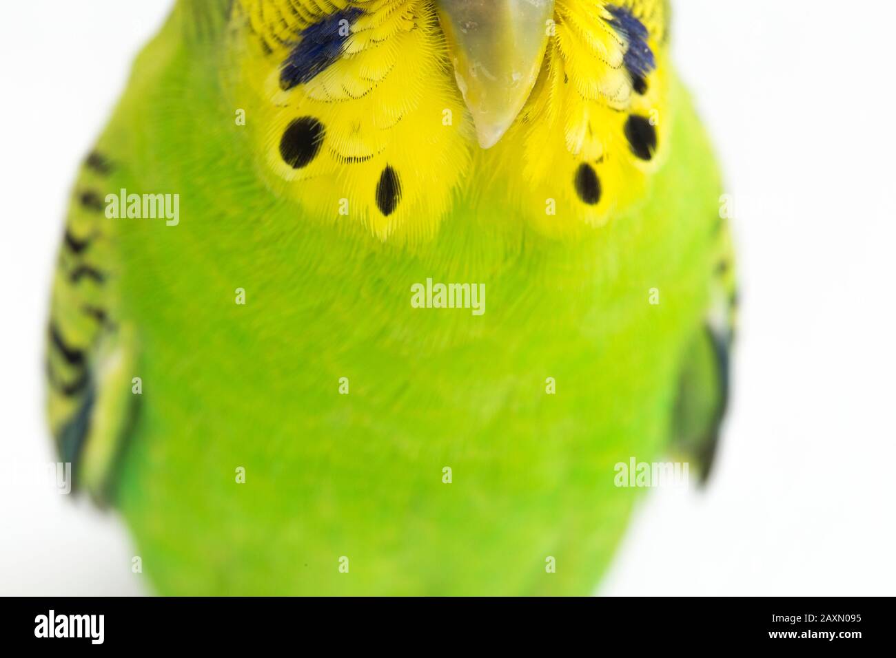 Close up of a Budgerigar parakee isolated on white background Stock ...