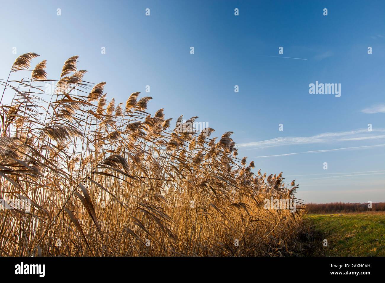 Gold dry high grass hi-res stock photography and images - Alamy