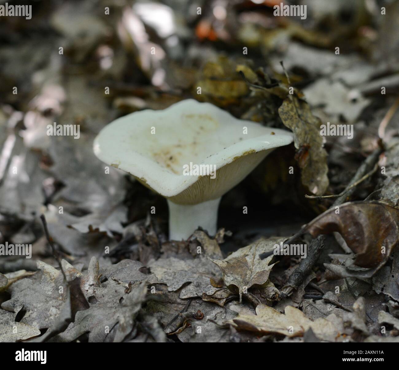 Lactifluus piperatus or Lactarius piperatus, commonly known as the ...