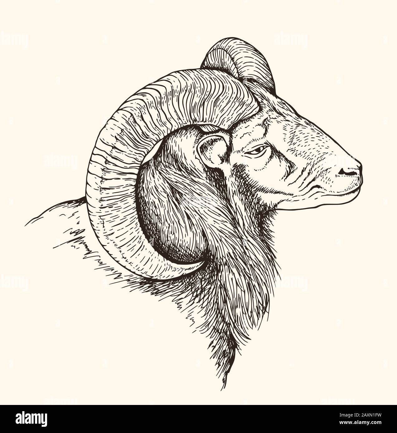 Horned Sheep Drawings