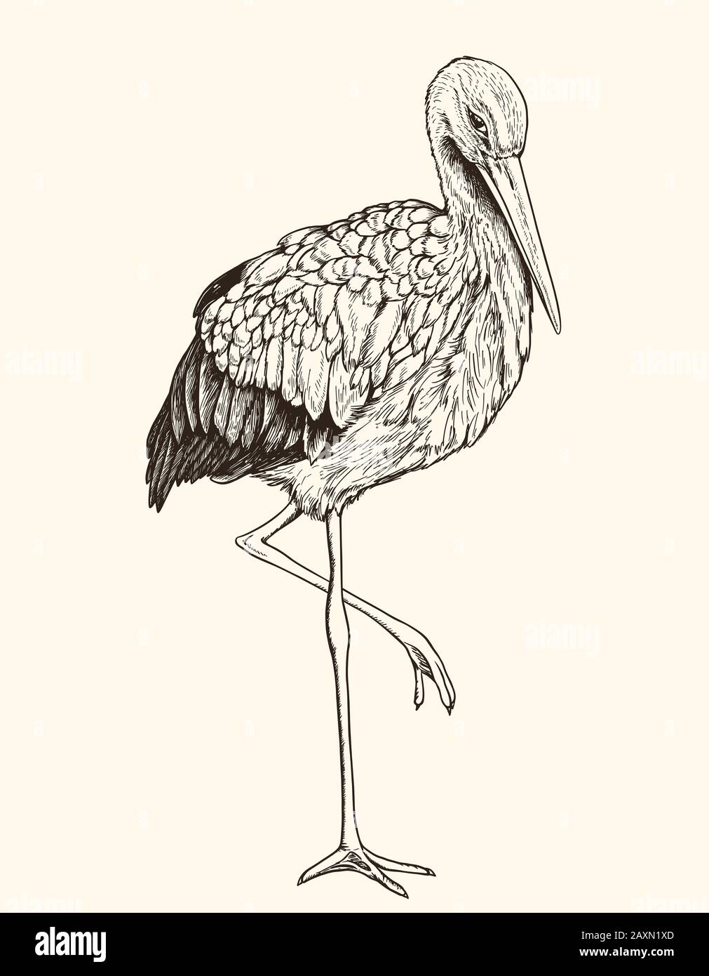 Hand drawn illustration of white stork. Vintage sketch of animal in the ...