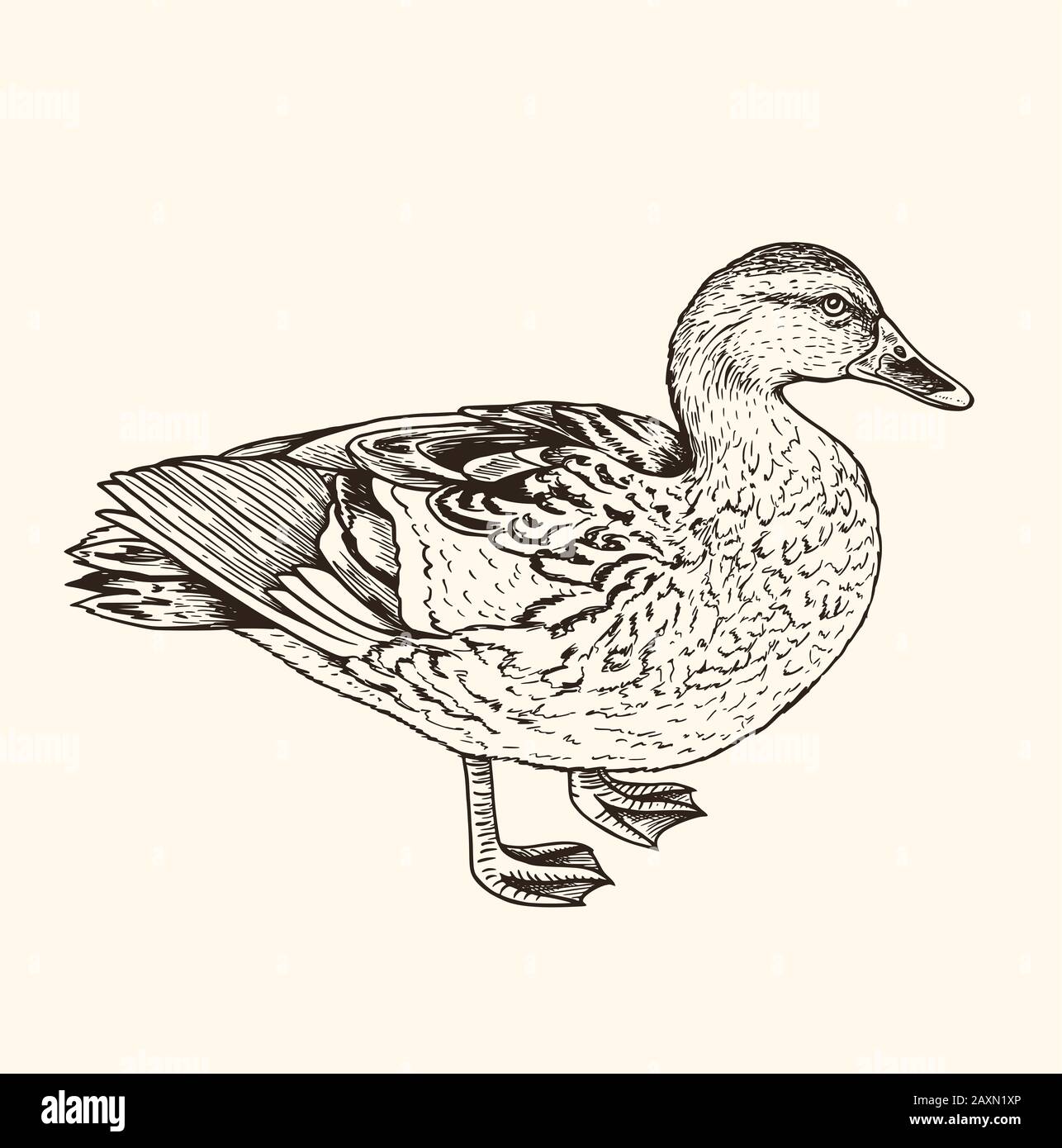 Hand drawn illustration of duck. Vintage sketch of animal in the wild ...